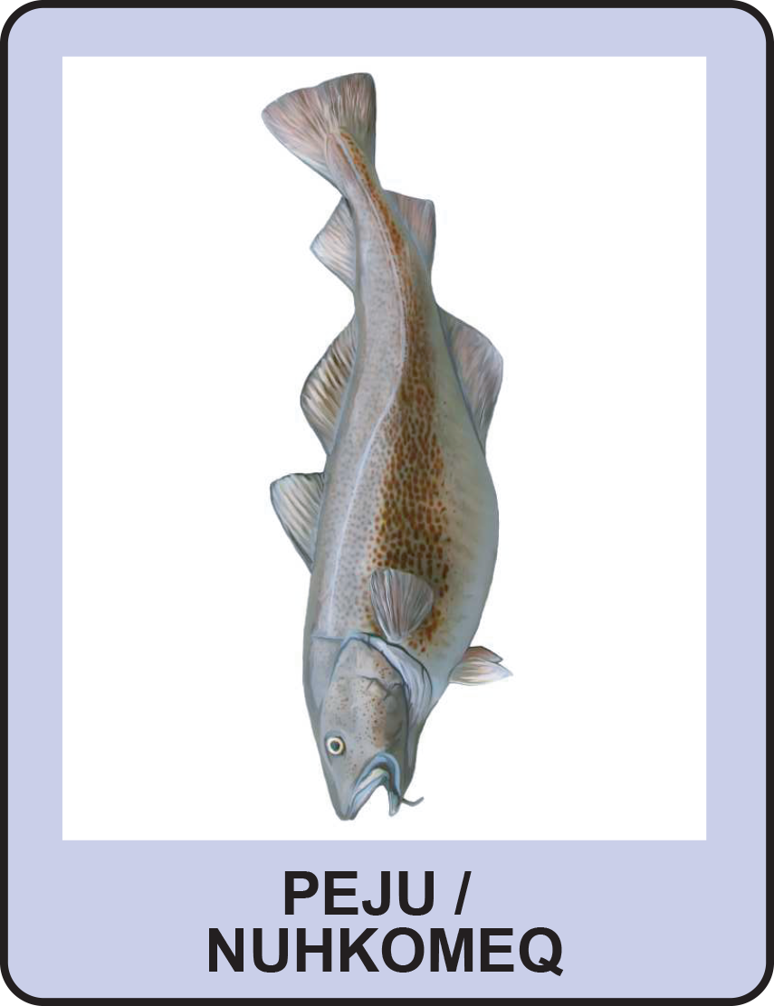 Activity 3 – Cycles of Life